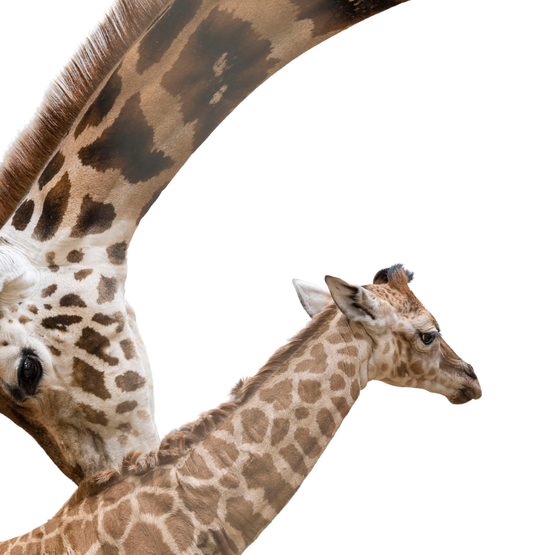 World Autism Acceptance Campaign | BIAZA