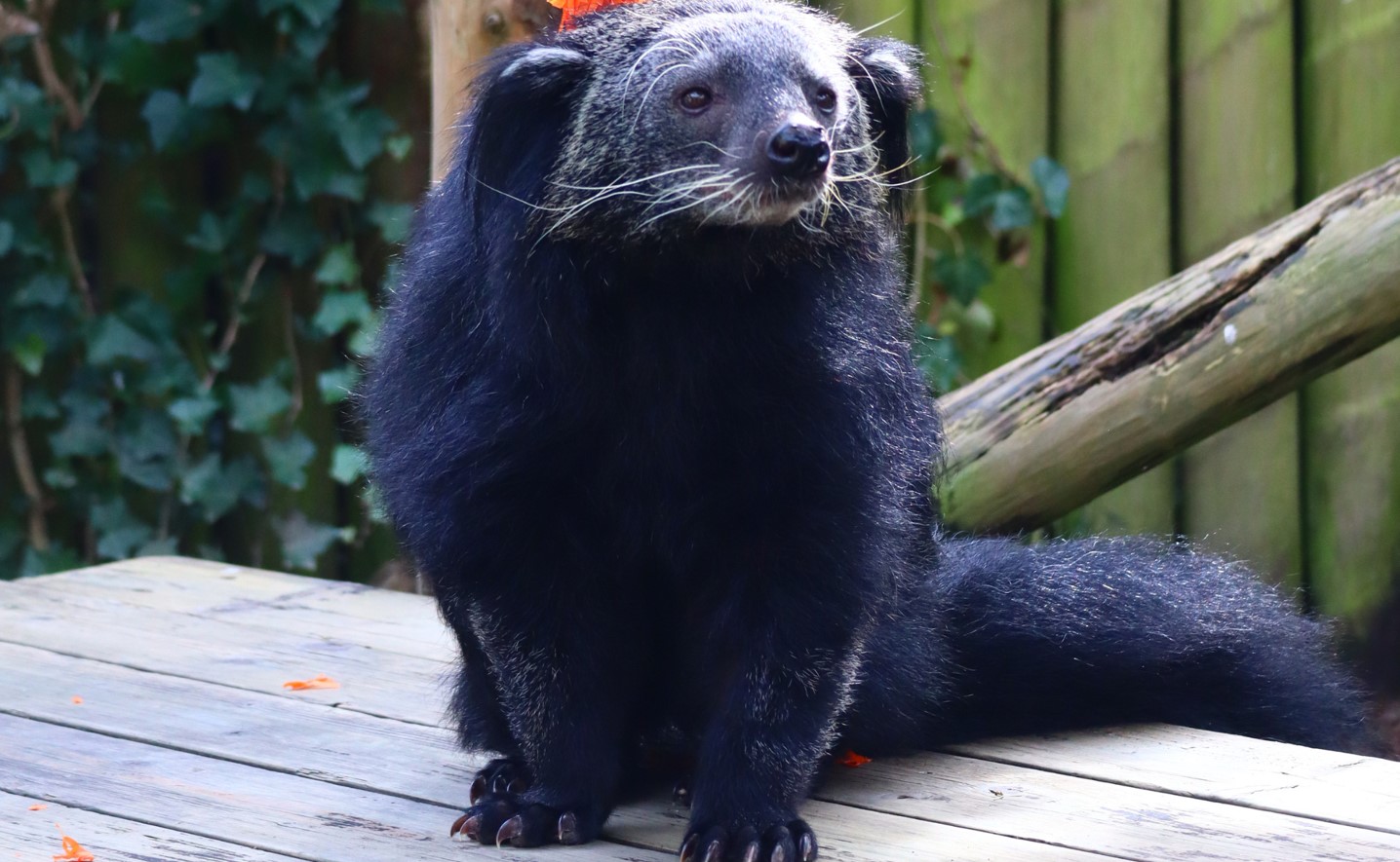 Binturong cryogenically frozen to ensure future survival of species | BIAZA