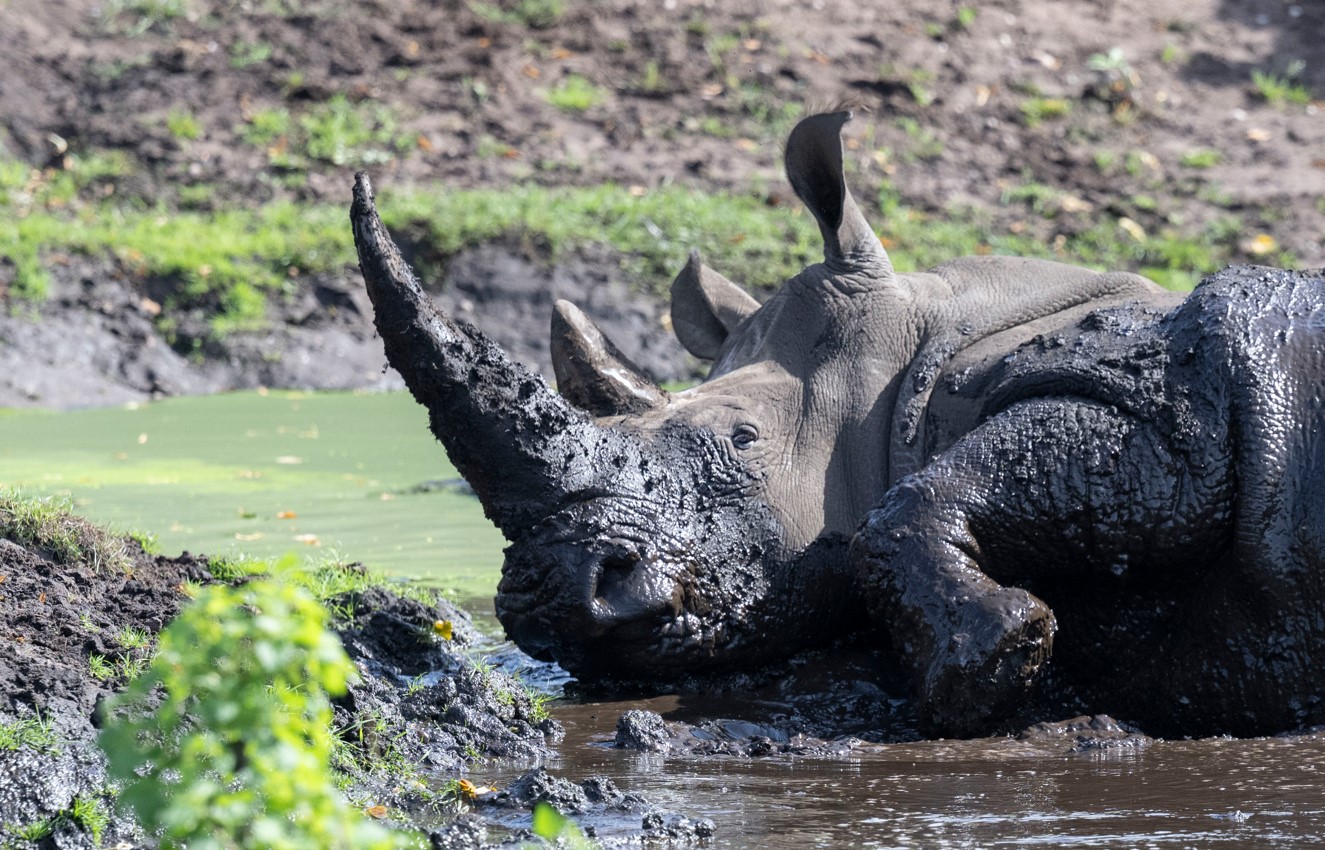 UK safari parks complete a rhino swap | BIAZA