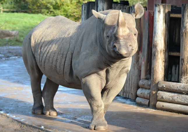 Blog: how does a rhino cross the Channel…? | BIAZA