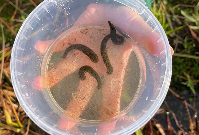 Medicinal Leech breeding success could save species from extinction | BIAZA