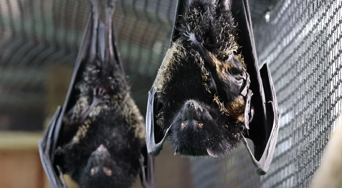 Bungee-jumping birth caught on camera of critically endangered megabat ...