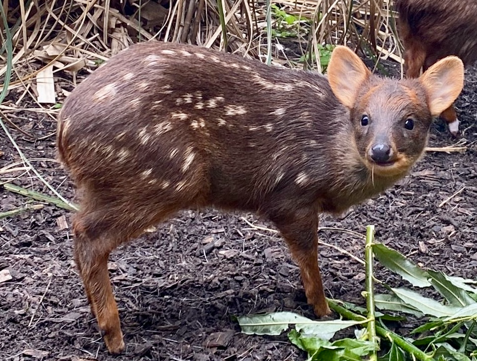 Tiny deer, measuring just six inches tall, born at Chester Zoo | BIAZA