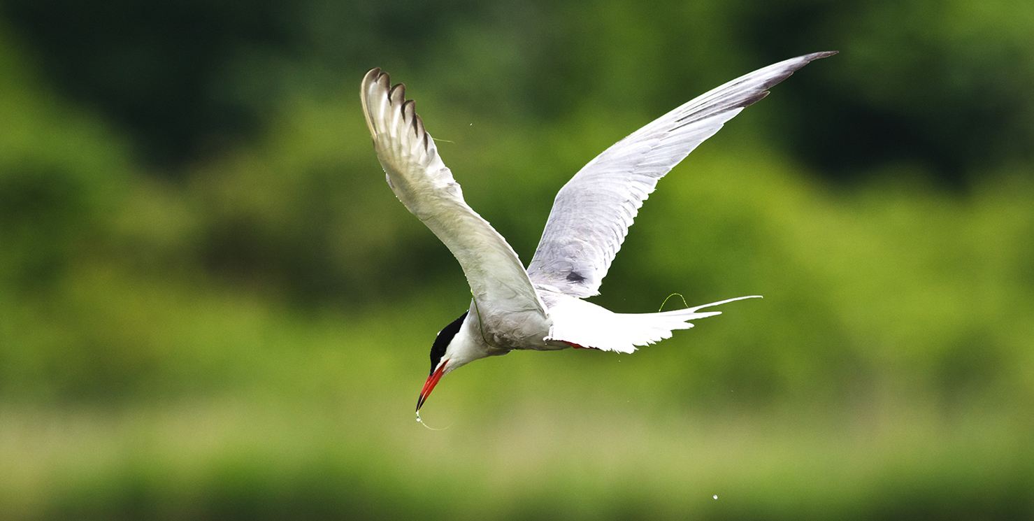 WWT Washington achieves ‘TOP 10’ status for common tern populations in ...