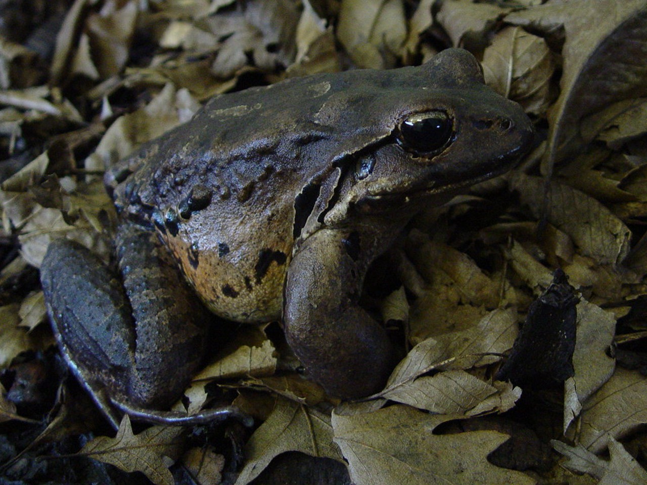 Understanding the dynamics and determinants of recovery in the mountain ...